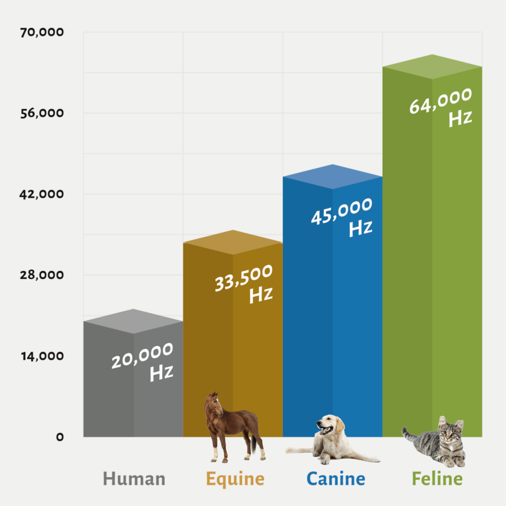 Home - thePetCalmer.com Pet Tunes Music Calms Pet's Anxiety